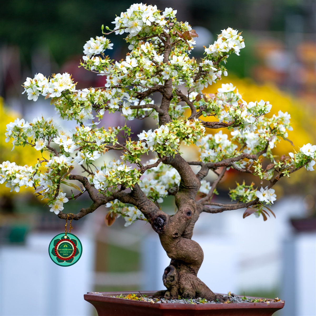 Bonsai Workshops Cowra Civic Centre